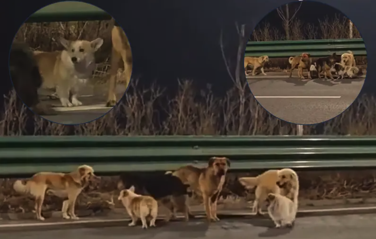 Seven Stolen Dogs in China Pull Off Real-Life 'Homeward Bound' Escape ...